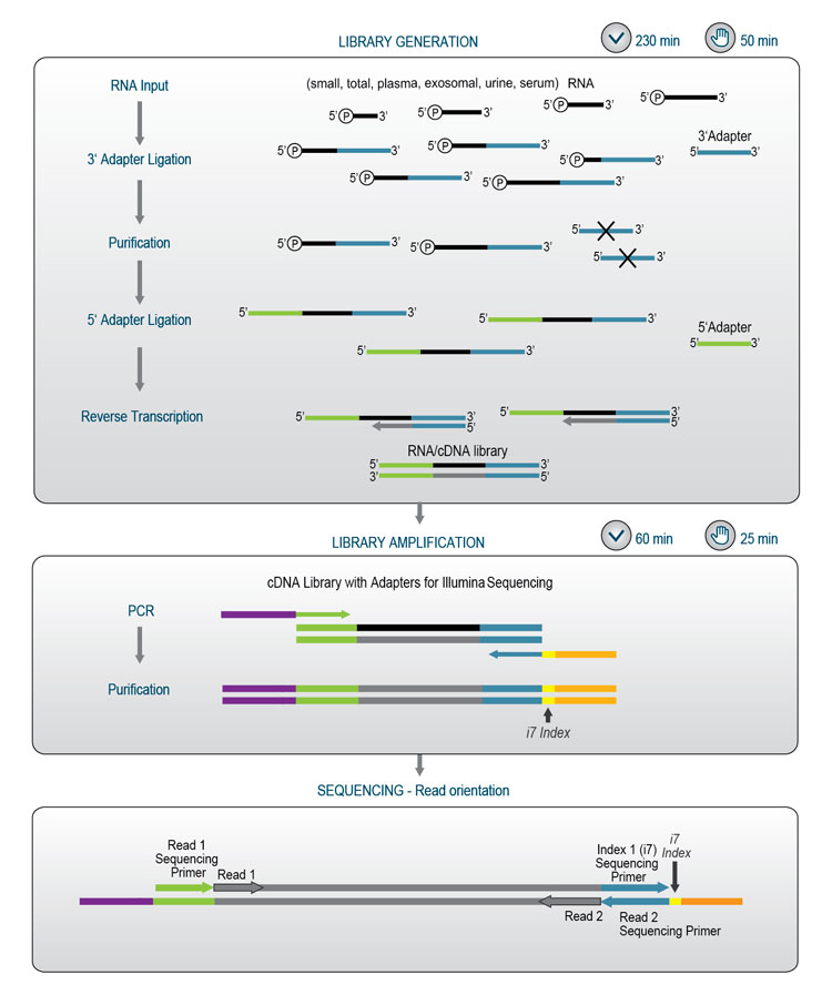 Lexogen公司Small RNA-Seq Library Prep Kit — 无需凝胶纯化 Lexogen公司Small RNA-Seq Library Prep Kit — 无需凝胶纯化